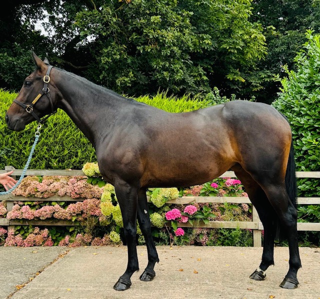 The Jamie Snowden Racing Club » Horses » Home