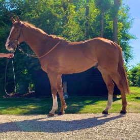 The Jamie Snowden Racing Club » Horses » Home